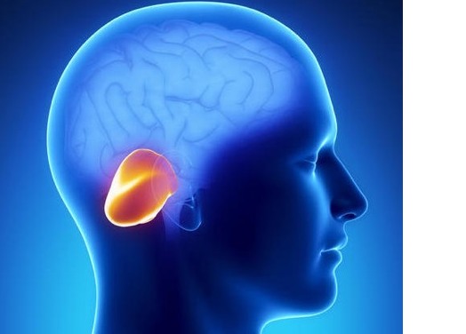 Beyincik Sarkması Nedir? | PROF. DR. HİDAYET AKDEMİR - BEYİN, SİNİR ve ...